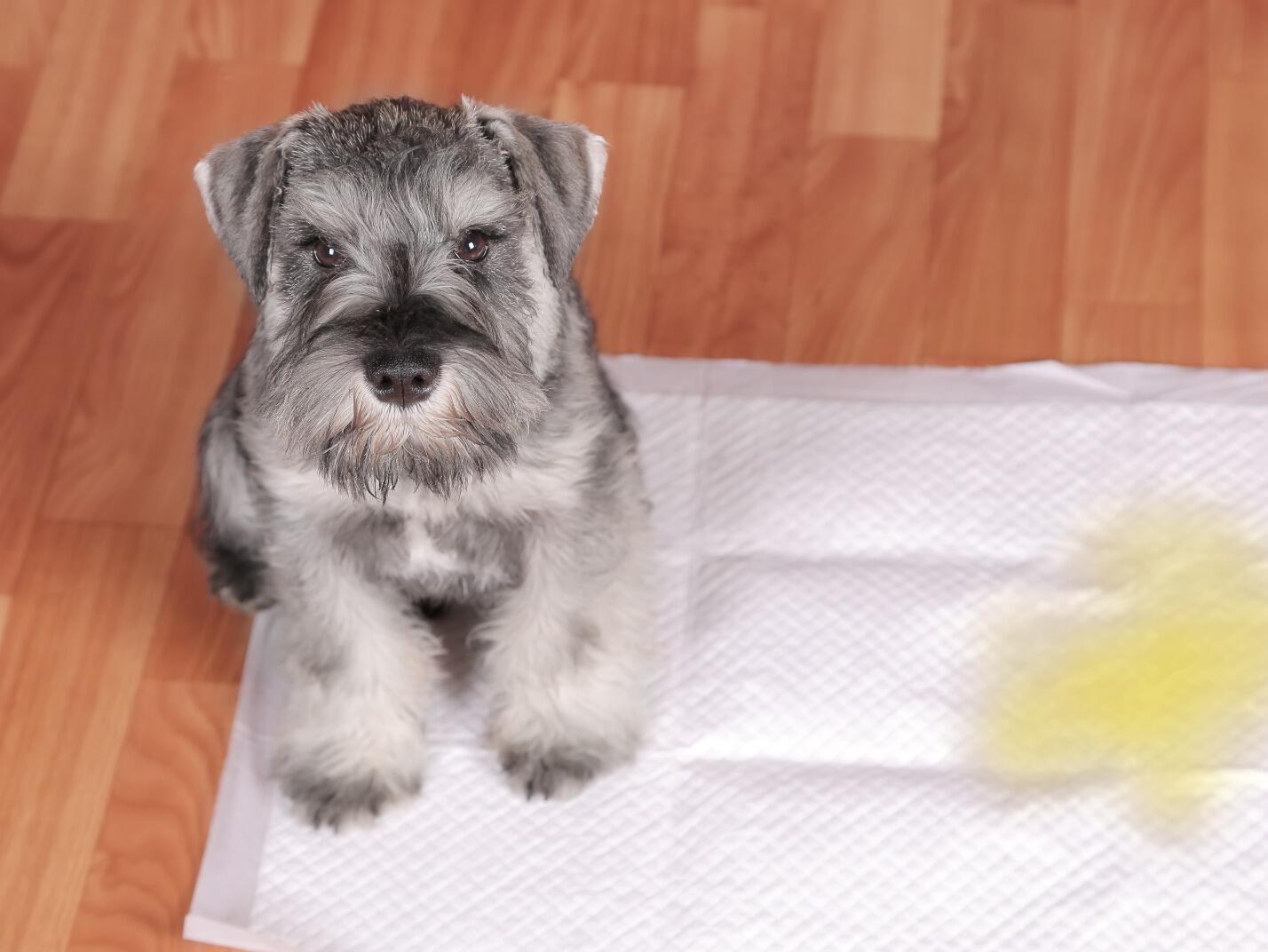 Mind your Pees and Poos: Potty Training Your Pup | Simple Solution